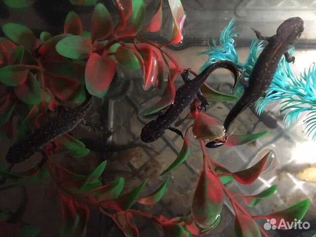 Тритон гребенчатый