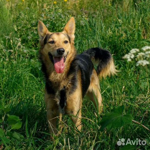 Купер в добрую семью