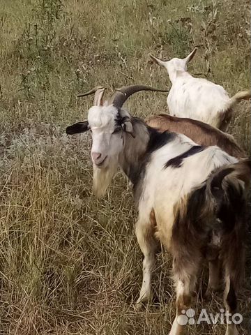 Козёл молочный