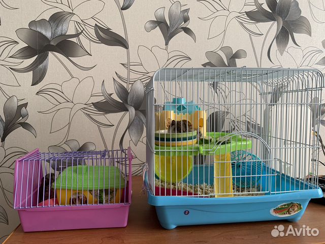 Джунгарские хомяки