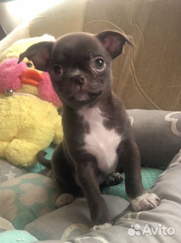 Чихуахуа щенок