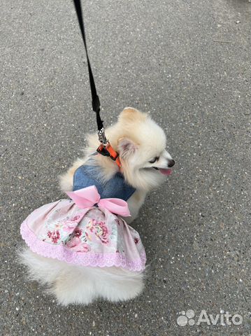 Померанский шпиц