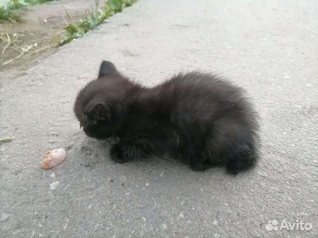 Черный котенок бесплатно