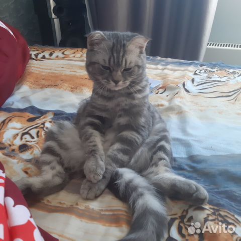 Шотландская вислоухая кошка(вязка)