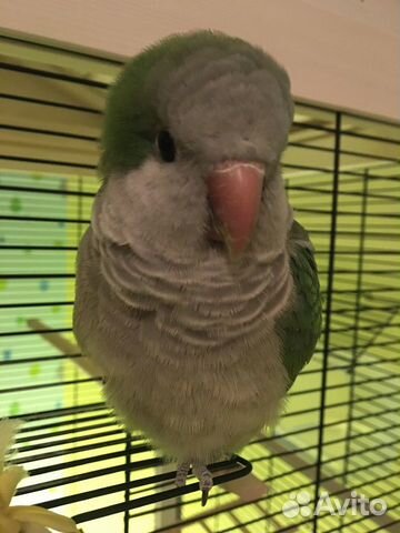 Попугай монах или квакер