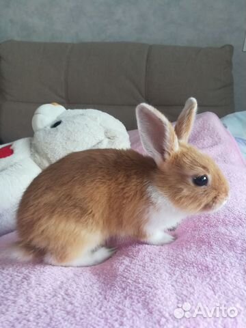 Мини кролик