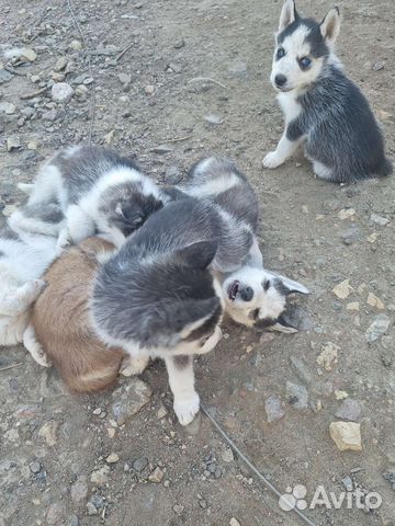 Щенки хаски