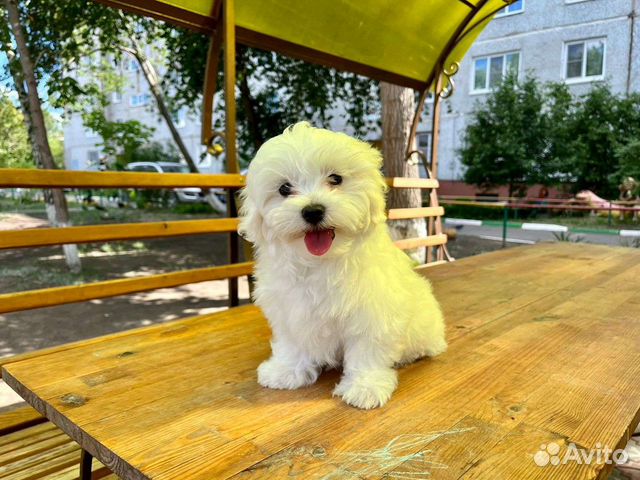 Болонка мальтийская (мальтезе)