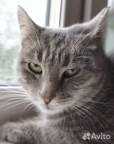 Кошка