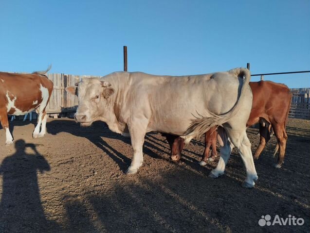Продается бык