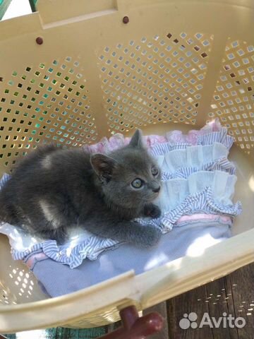 Британская кошка