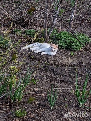 Ласковый, добрый кот ищет друга и дом