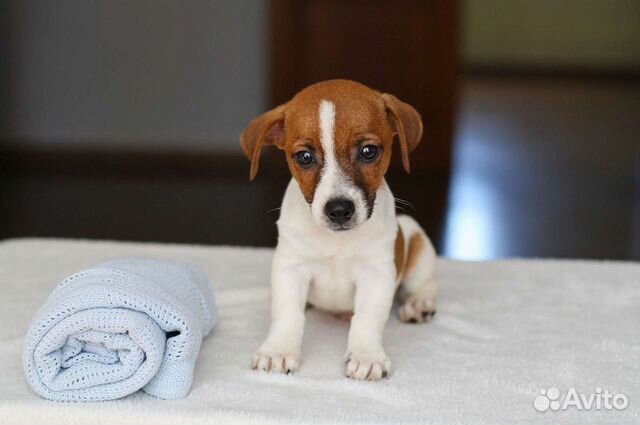 Мальчик Джек Рассел терьер