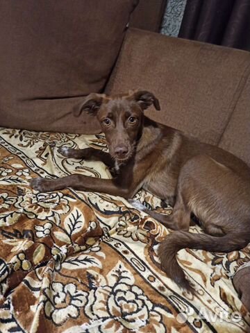 Собака в добрые руки щенок отдам бесплатно