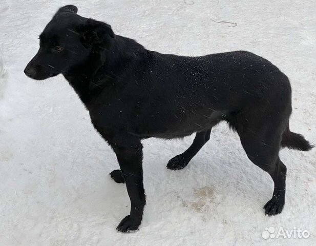 Собака Чика ищет дом