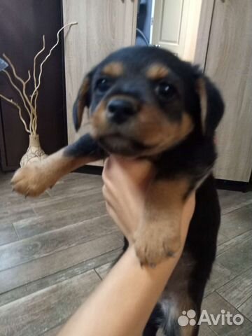 Щенки бесплатно