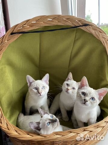 Котята меконгского бобтейла