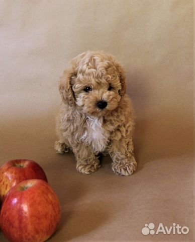 Мальтипу F1 premium