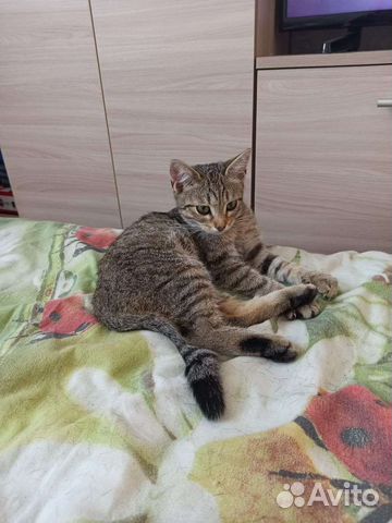 Кошка в дар бесплатно