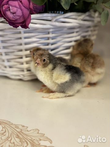 Брама порцелян цыплята