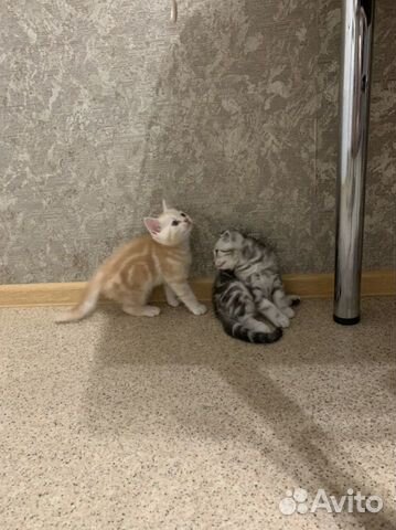 Британские котята