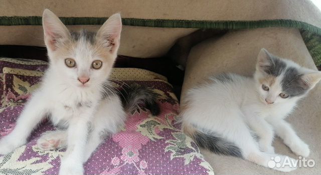 В хорошие руки котята, дата рождения 22.04 2022г