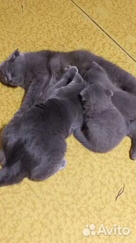 Вислоухие котята3