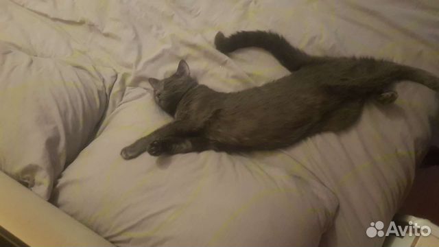 Кот ищет кошку для вязки
