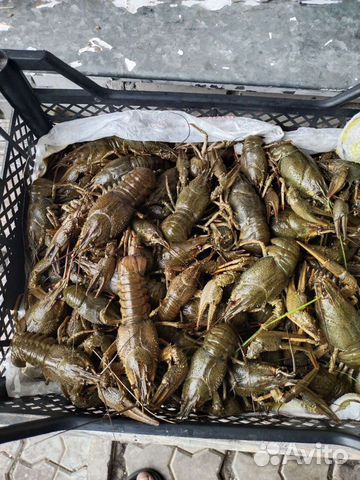 Продам живые раки