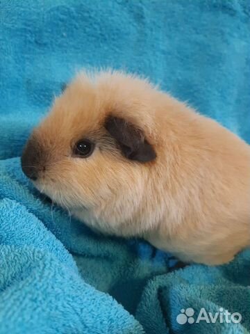 Морская свинка тедди