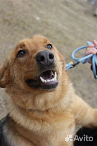 Собака ищет дом