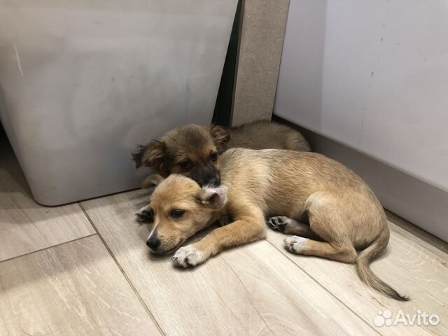 Щенки вырастут маленькими