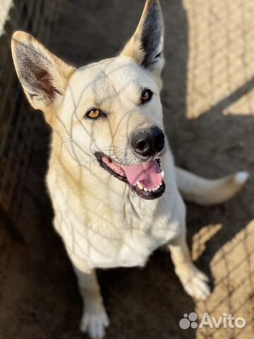 Очень красивая Собака в добрые руки