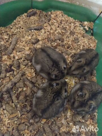 Отдам джунгариков