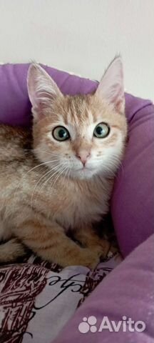 Котёнок Лис в добрые руки