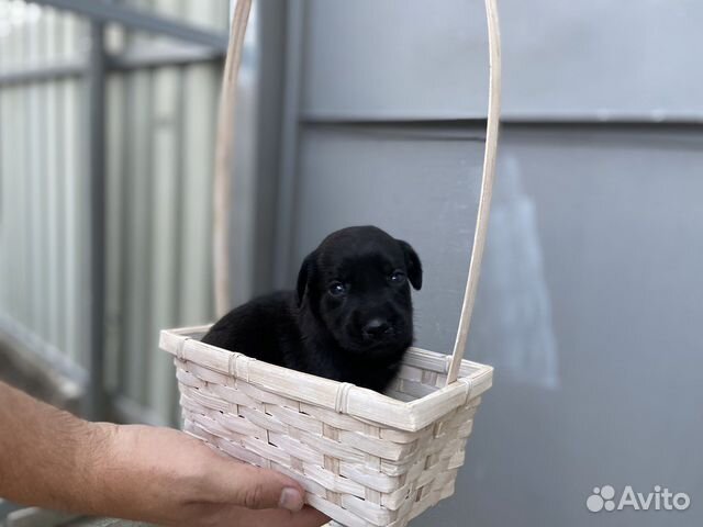 Щенки лабрадора