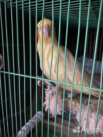 Попугай Карела