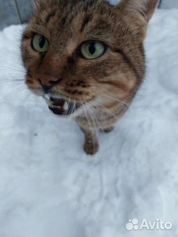 Очень нужен дом замерзающему котику