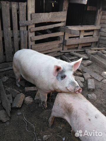 Продаю хряка,поросят, козлят и коз