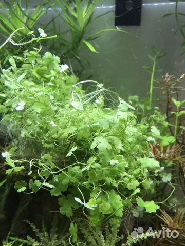 Гидрокотила трипартита