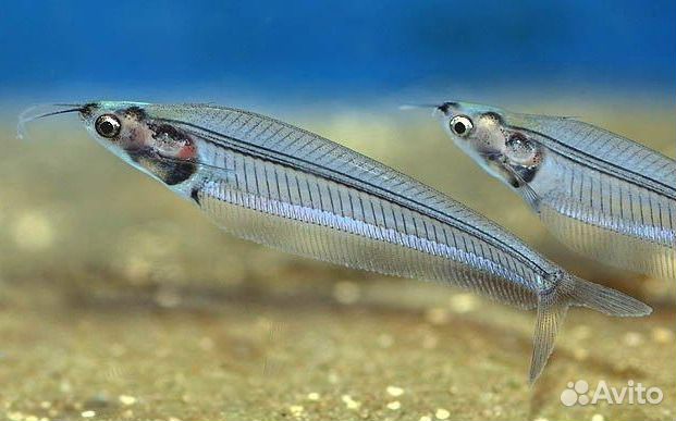 Сом стеклянный