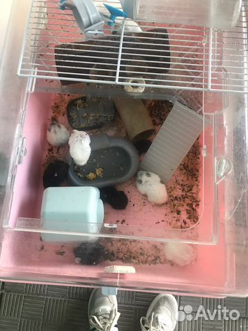 Хомячки в добрые руки