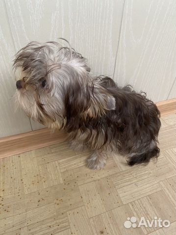 Йоркширский терьер