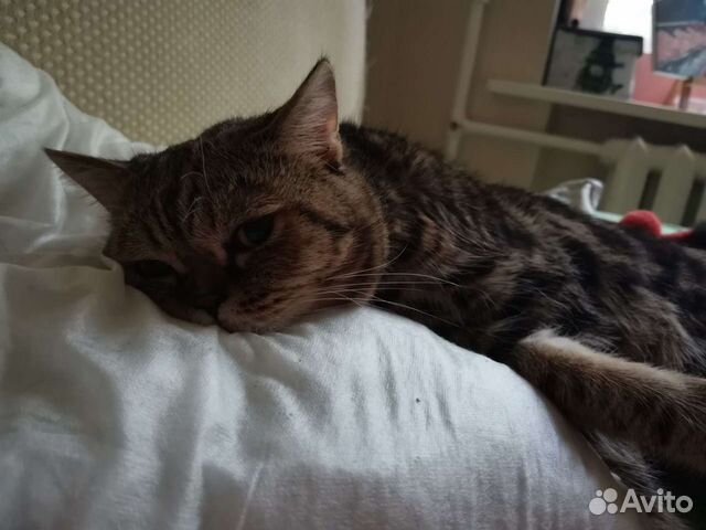 Кошка в дар бесплатно