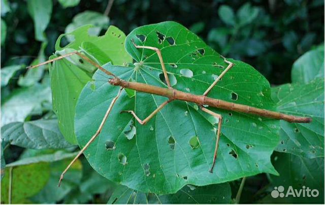 Жук палочник