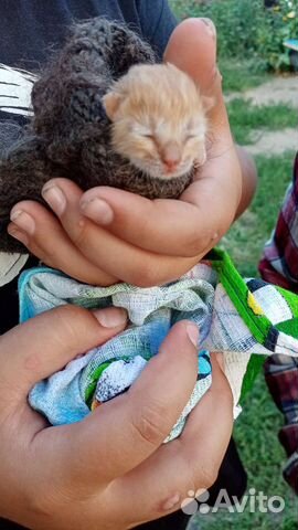 Котёнок в доброе руки