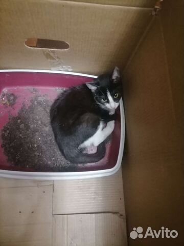 Котенок Кира