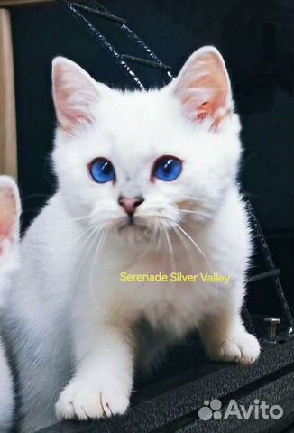 Британский котик