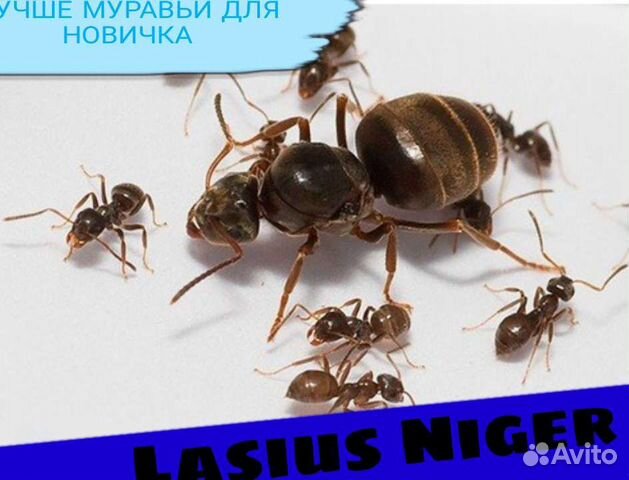 Lasius Niger