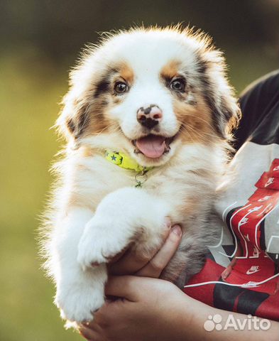 Мальчик аусси голубой мрамор